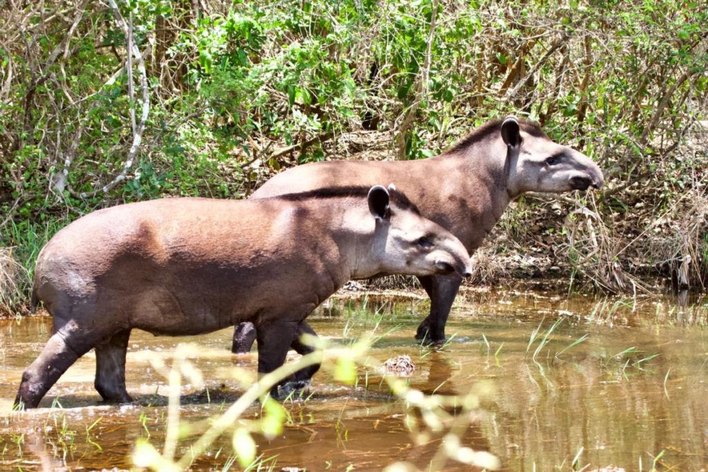 Pantanal tour news - Reviews - Pantanal Jaguar Tours Blog